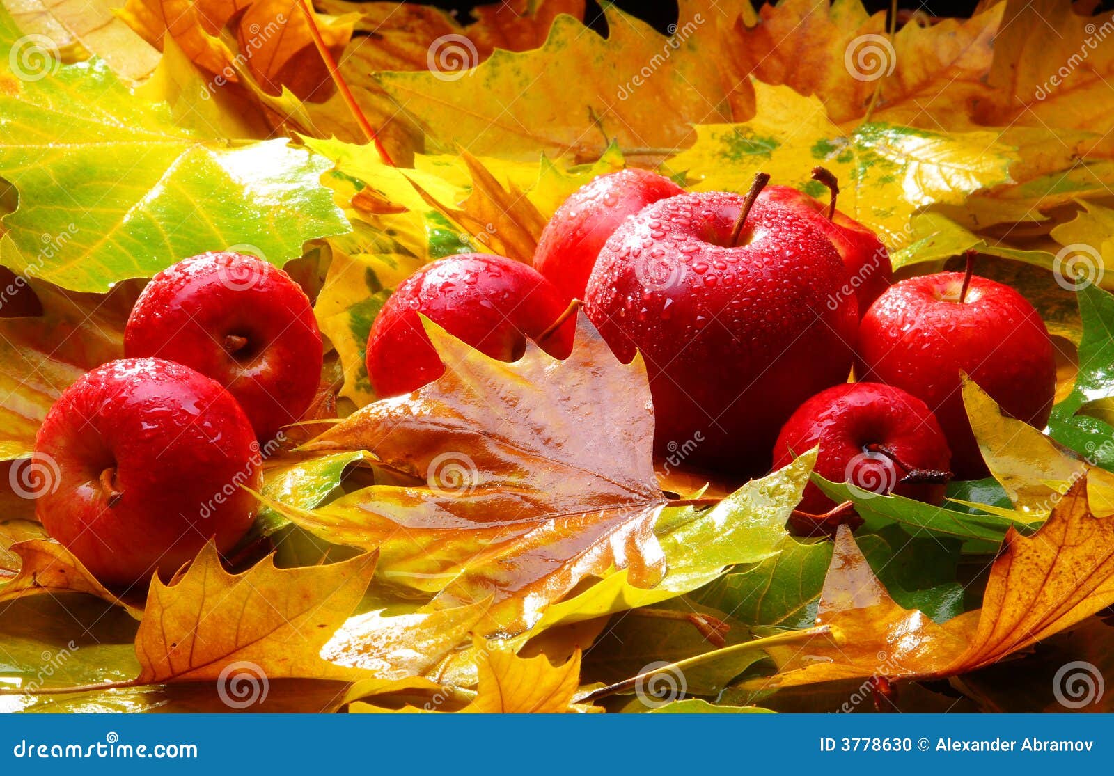Harvest. Red apples stock photo. Image of drops, beauty - 3778630