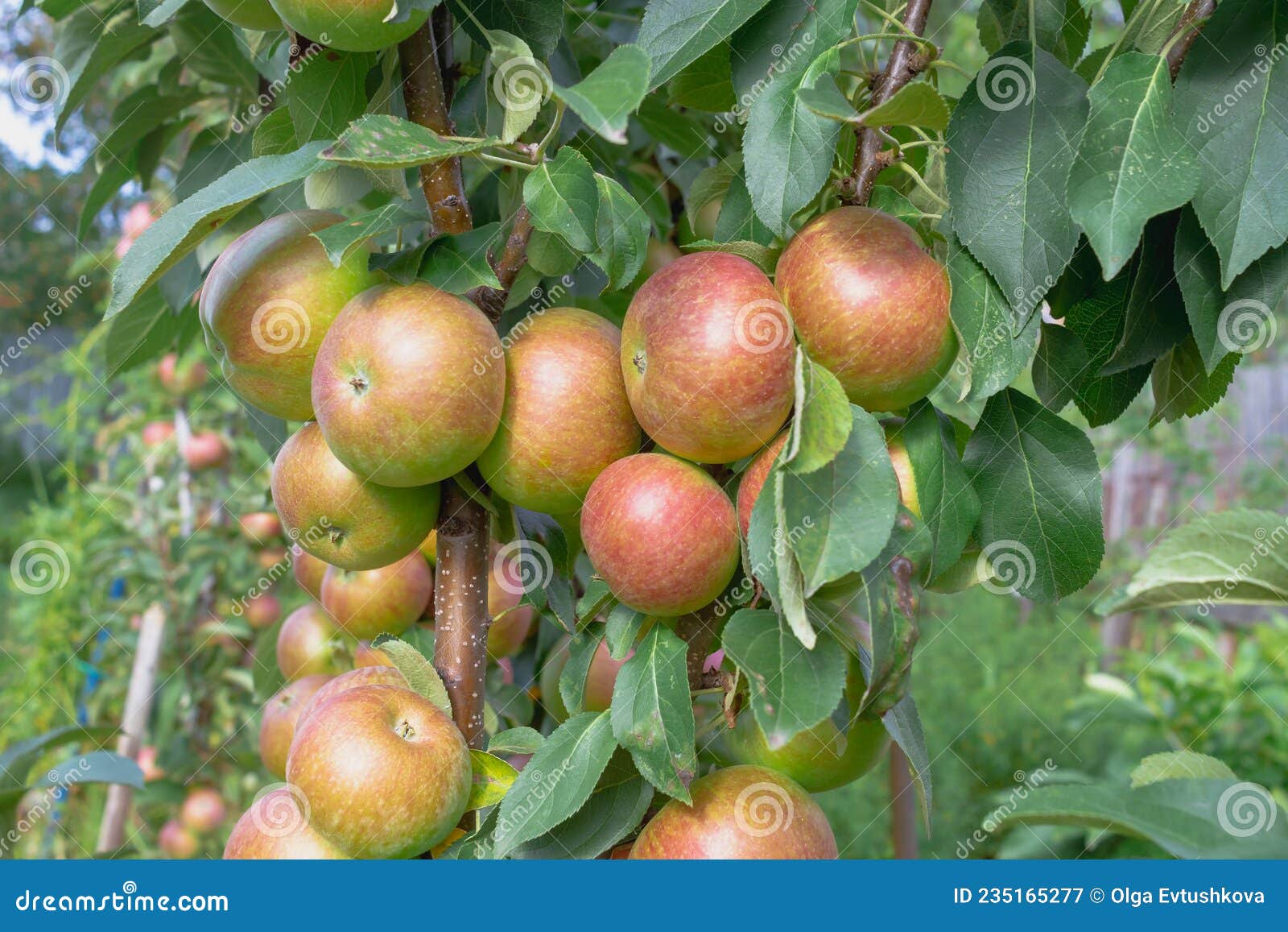 Harvest of Red Apples on a Columnar Apple Tree in an Orchard Stock ...