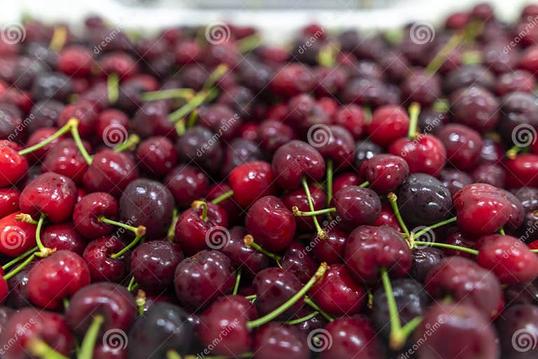 Harvest of Red Cherry Collected in a Box Stock Image - Image of crop ...