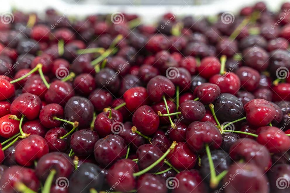 Harvest of Red Cherry Collected in a Box Stock Image - Image of crop ...