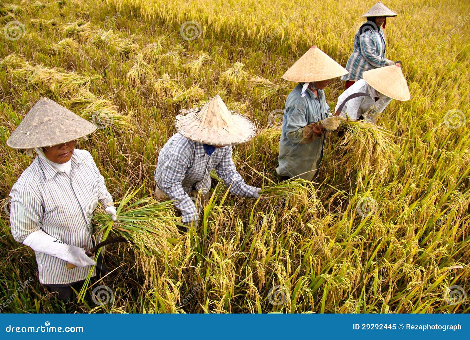 Harvest Rice editorial image. Image of group, aceh, paddy - 29292445