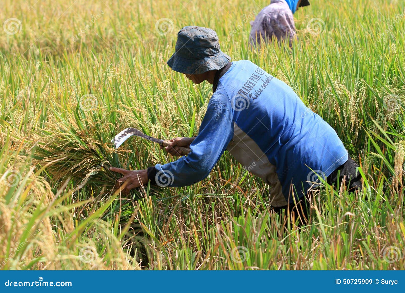Harvest rice editorial stock image. Image of farmers - 50725909