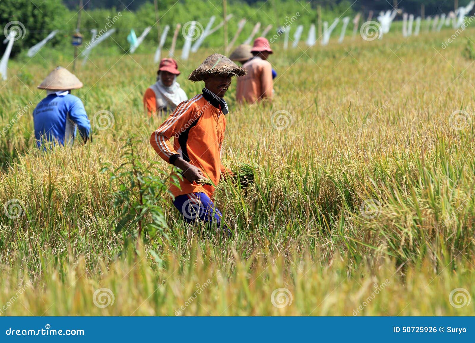 Harvest rice editorial photo. Image of fields, rice, central - 50725926