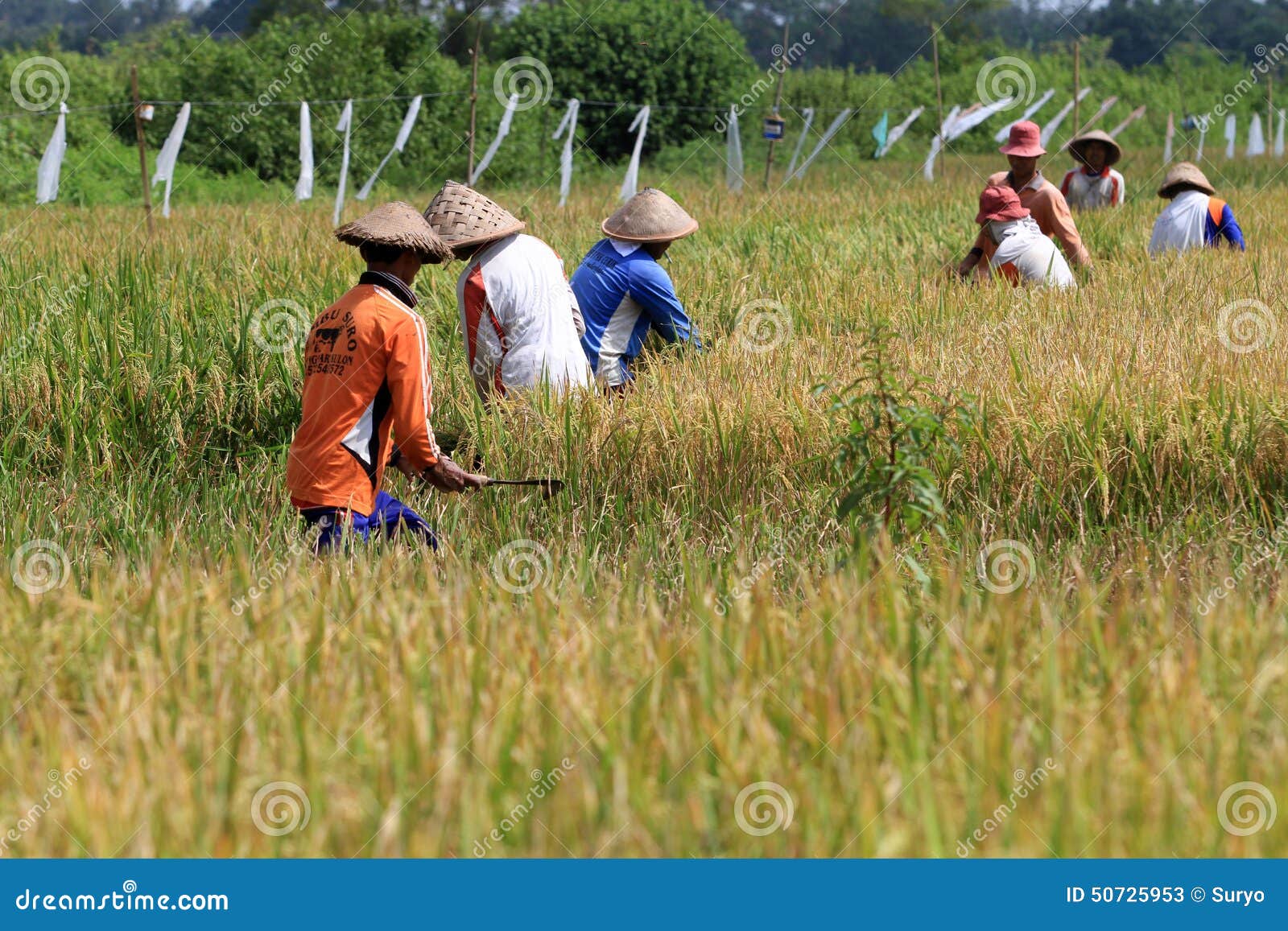Harvest rice editorial stock photo. Image of farmers - 50725953