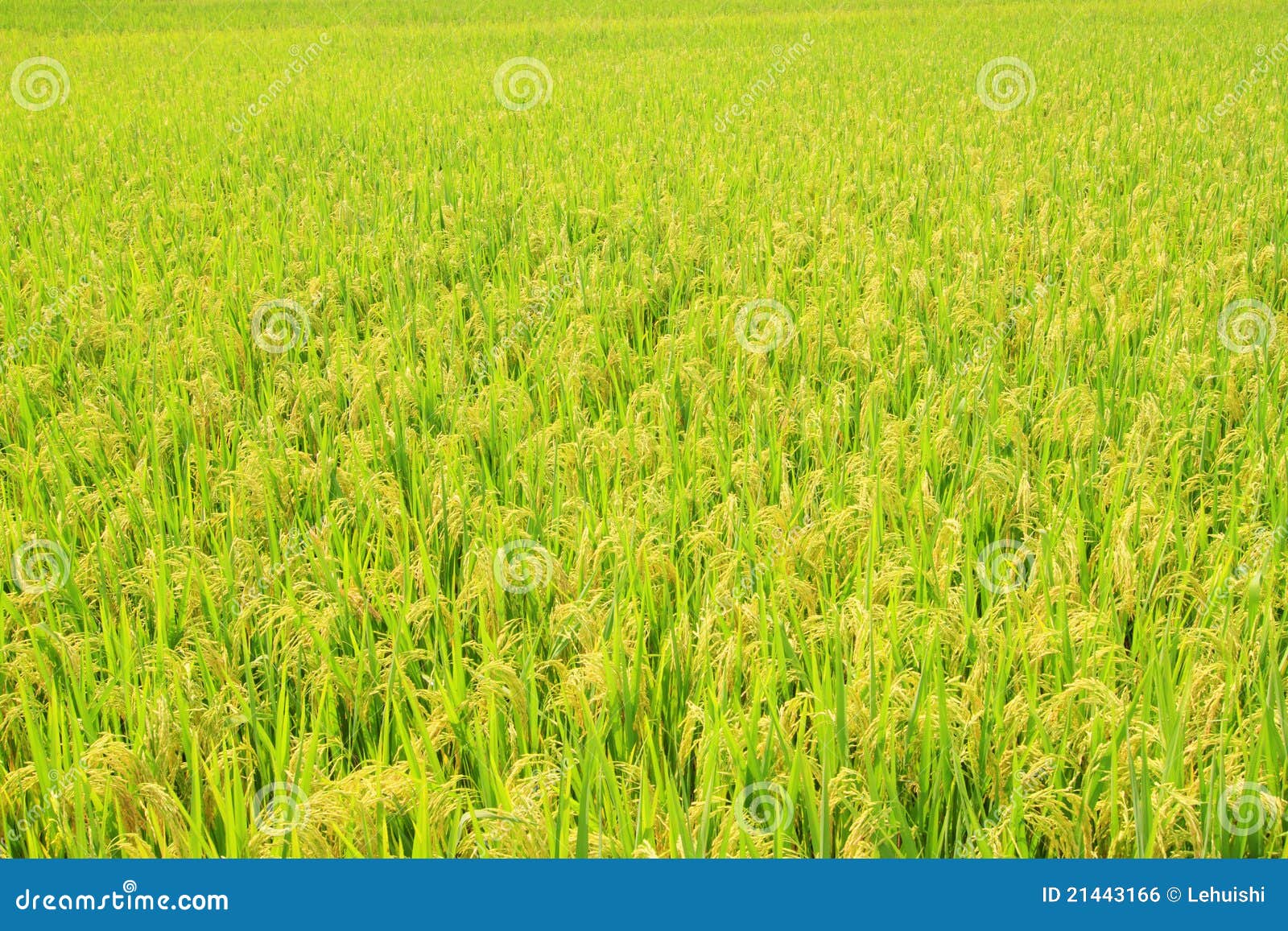 Harvest Rice field stock photo. Image of branch, good - 21443166