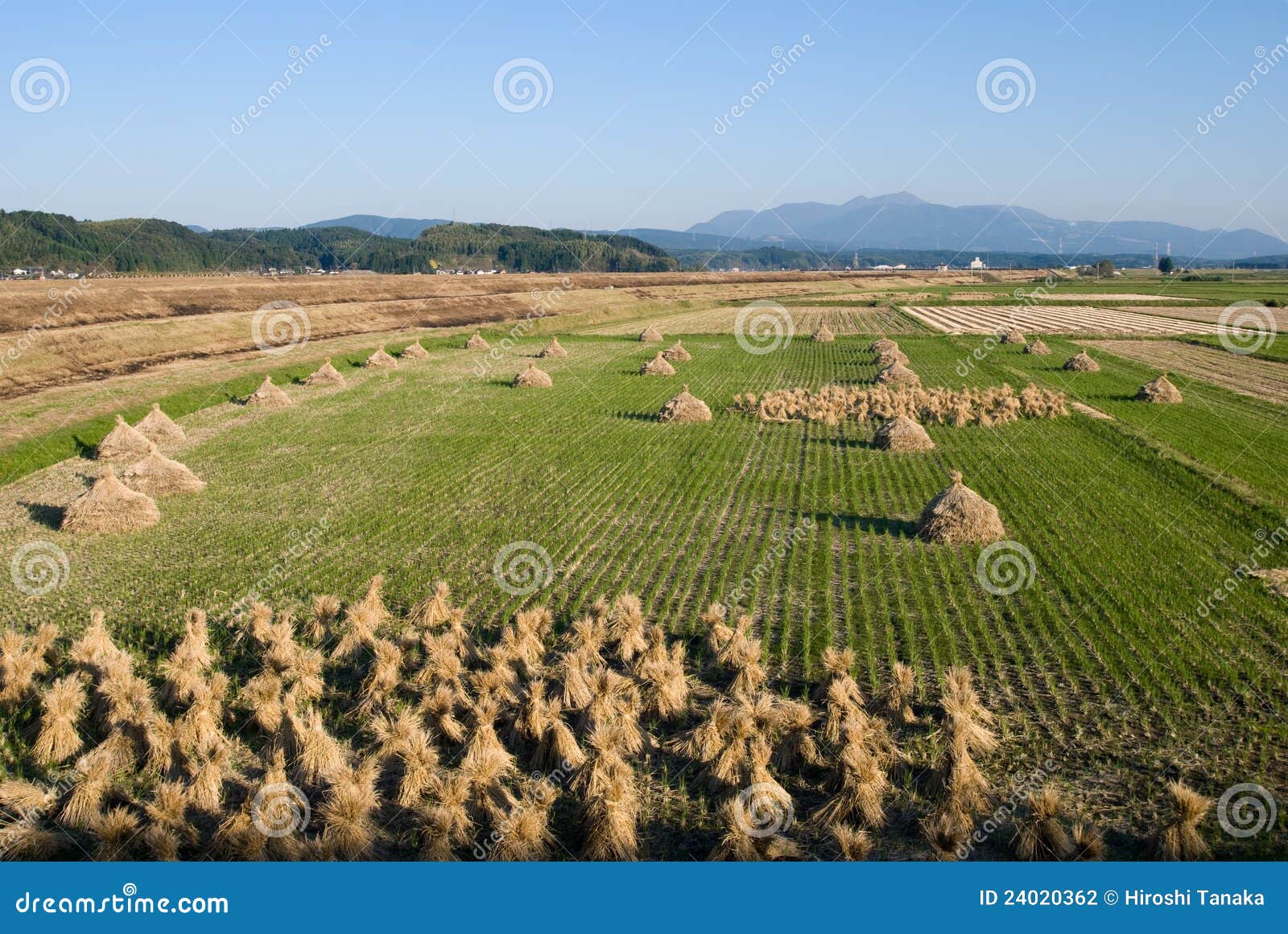 After harvest rice field stock photo. Image of farm, fine - 24020362