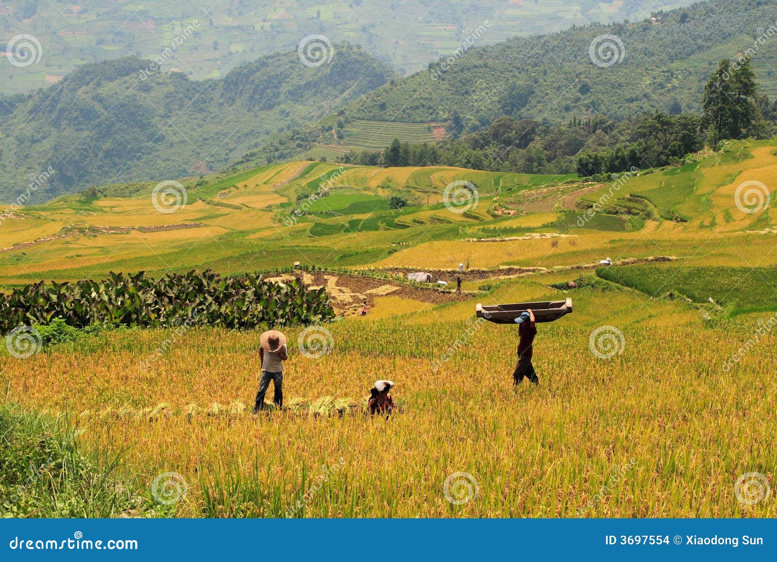 Harvest in the rice field stock photo. Image of sunset - 3697554