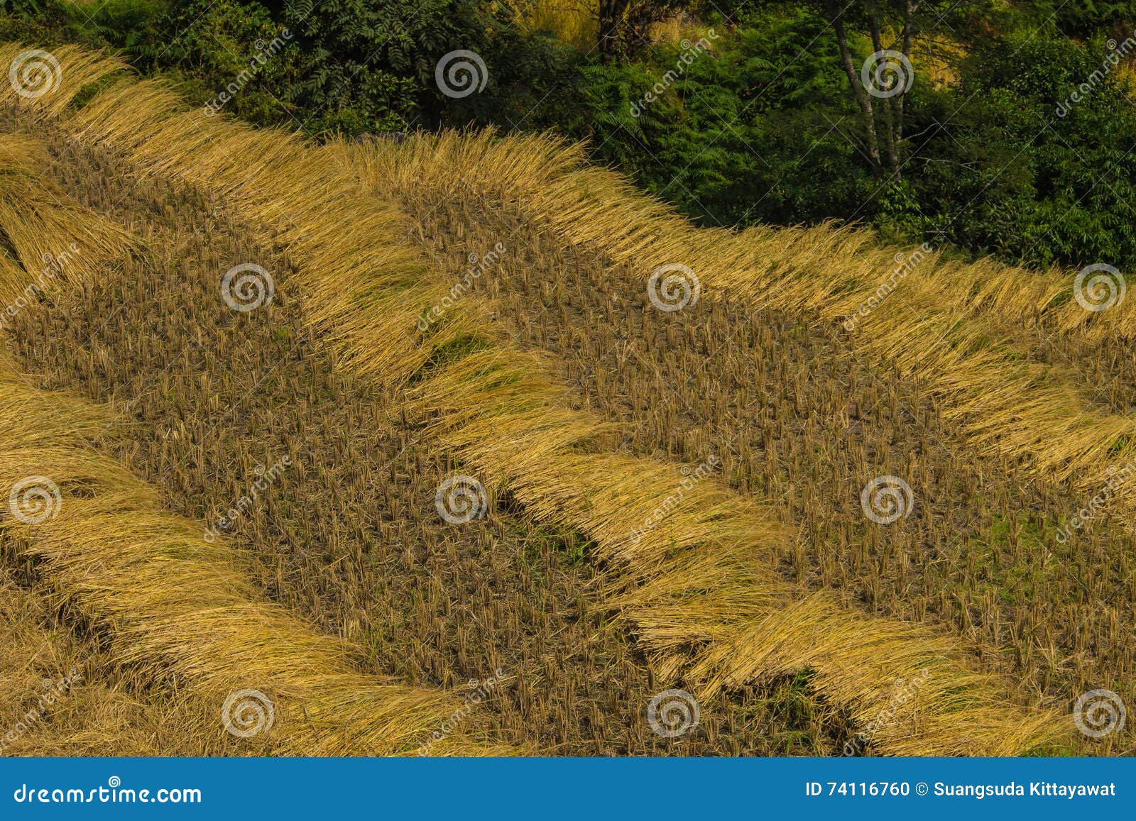 Harvest rice stock photo. Image of prepare, culture, crop - 74116760