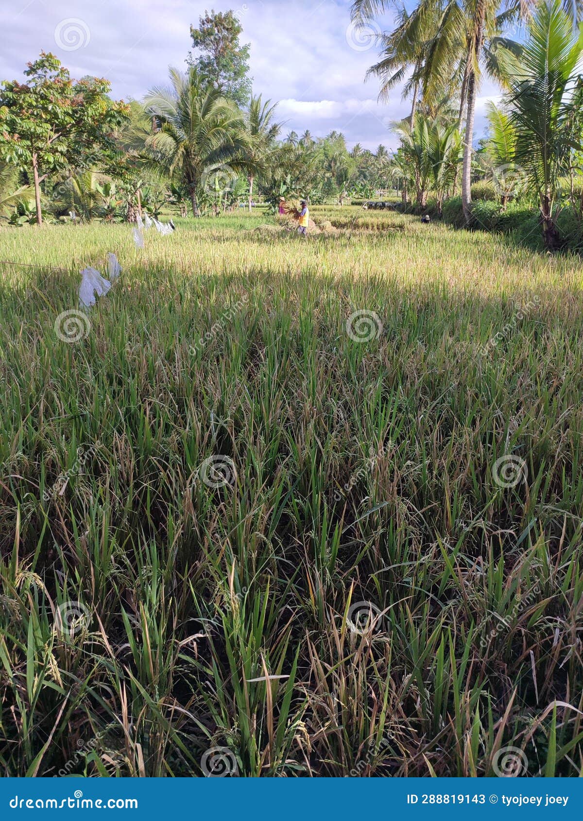 Harvest rice indonesia stock image. Image of harvest - 288819143