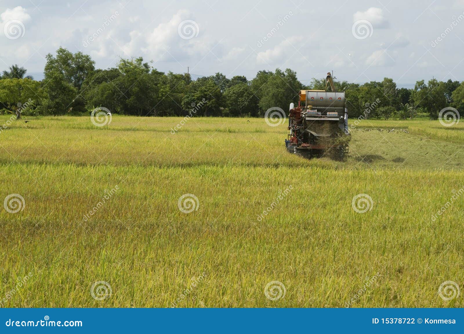 Harvest rice seeds. stock photo. Image of ripe, nature - 15378722