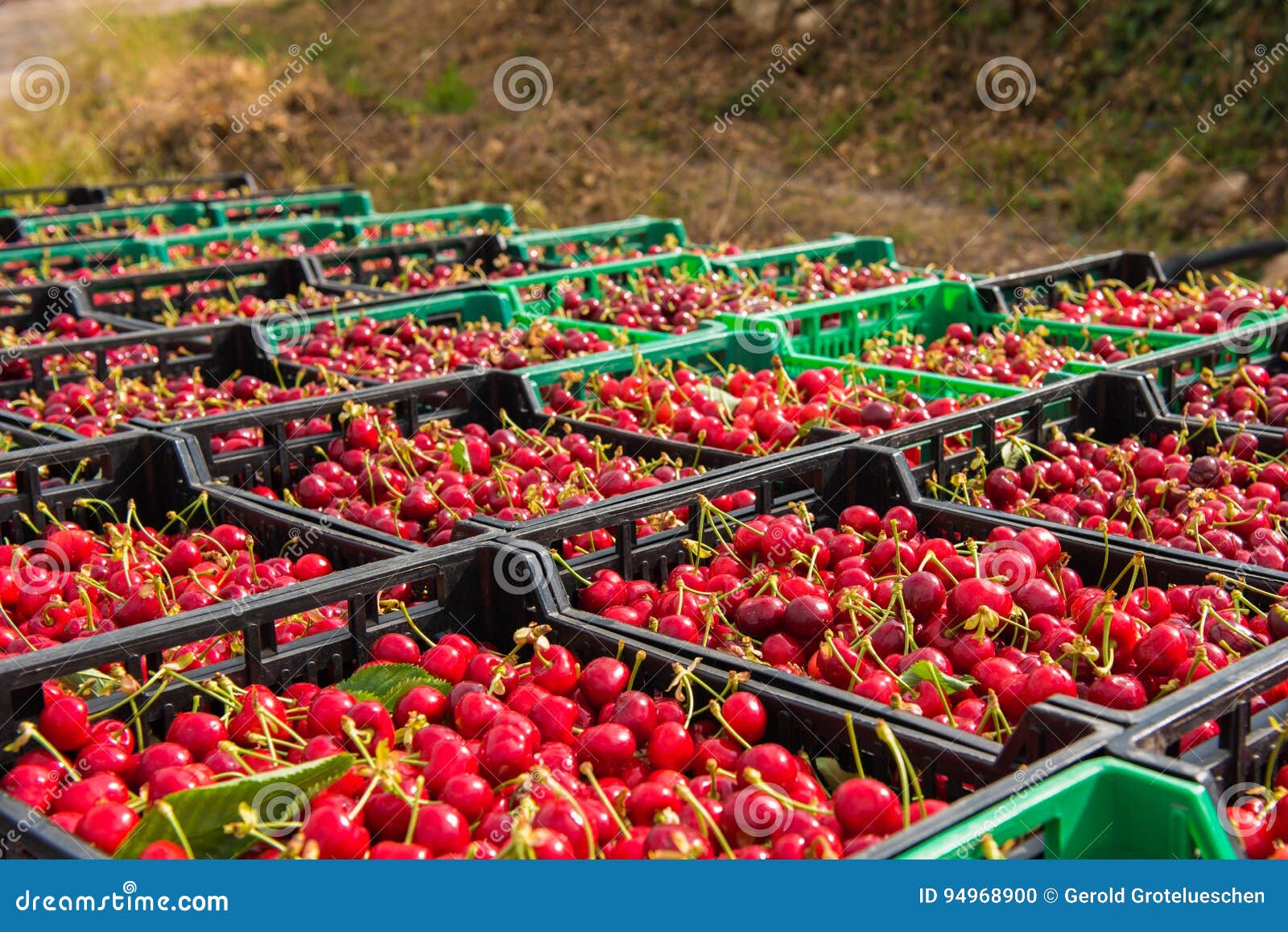 Harvest of Ripe Cherry in Boxes Stock Photo - Image of harvesting ...