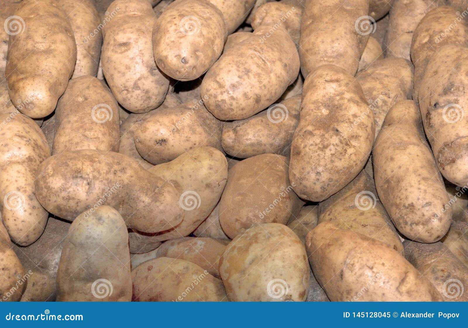 Harvest ripe potato stock image. Image of ripe, vegetable - 145128045