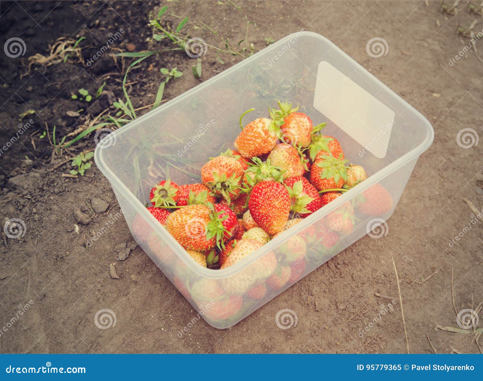 Harvest Ripe Strawberries in the Container Stock Image - Image of fresh ...