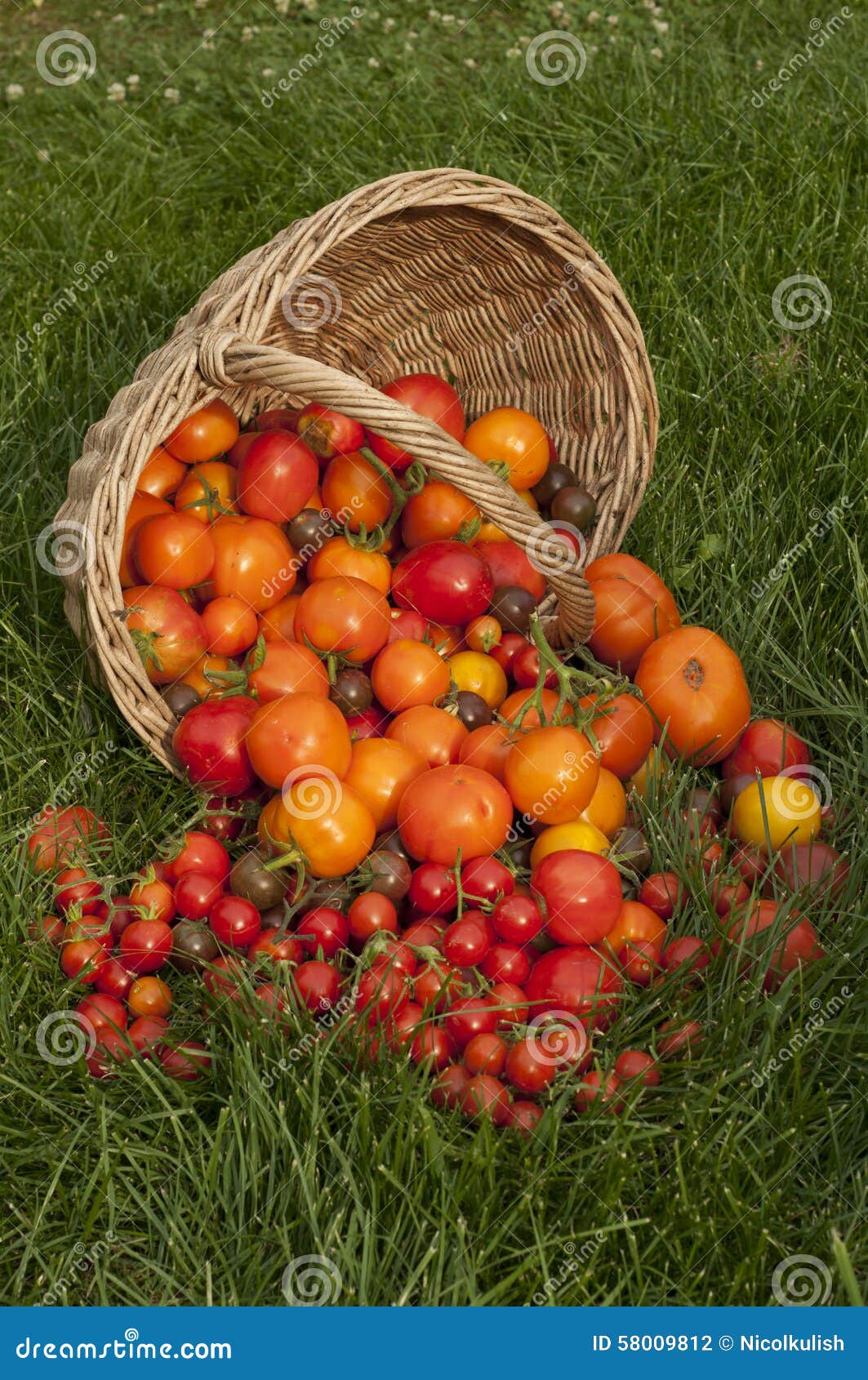 Harvest ripe tomatoes stock photo. Image of harvest, vegetables - 58009812