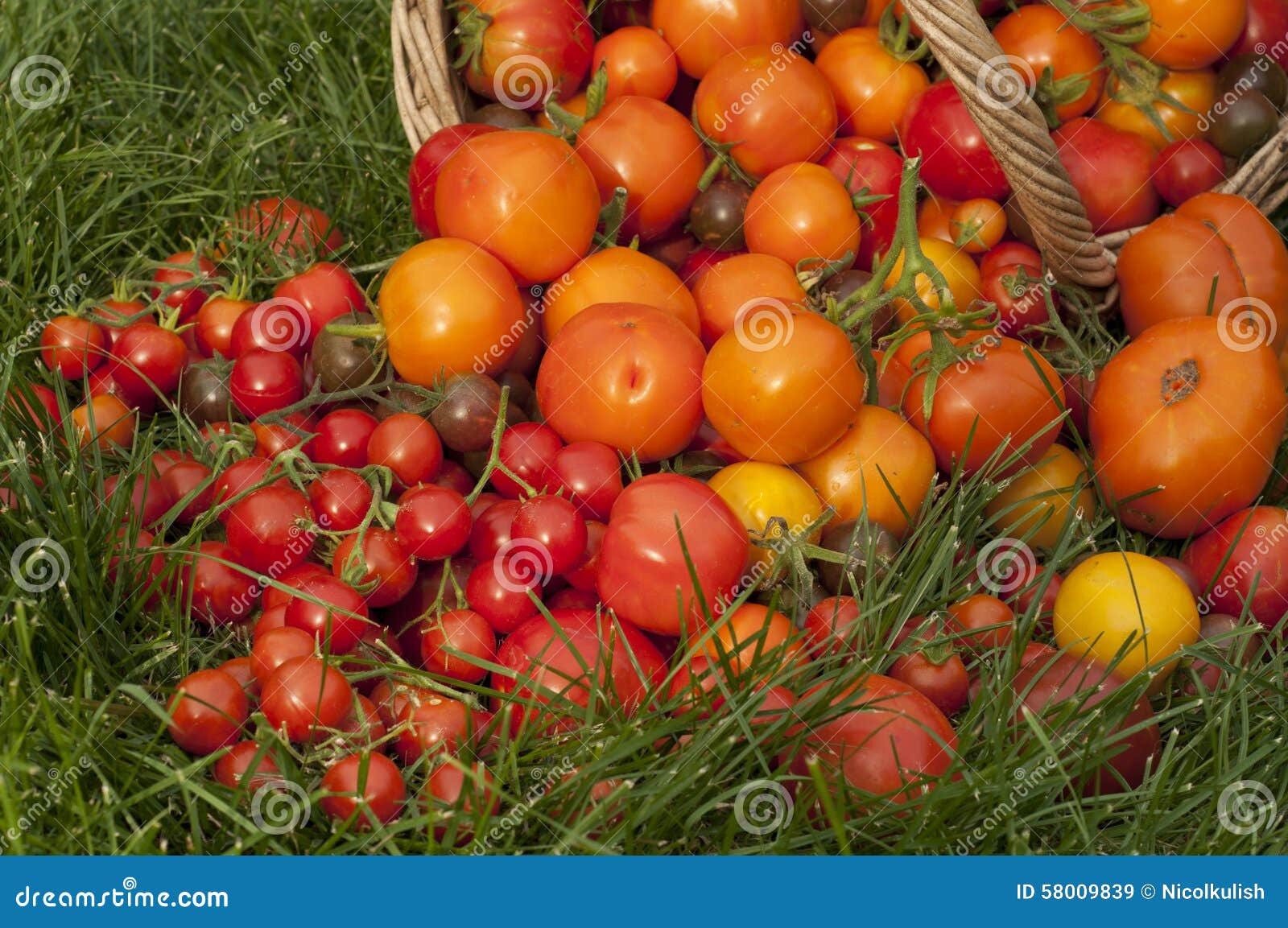 Harvest ripe tomatoes stock image. Image of food, delicious - 58009839