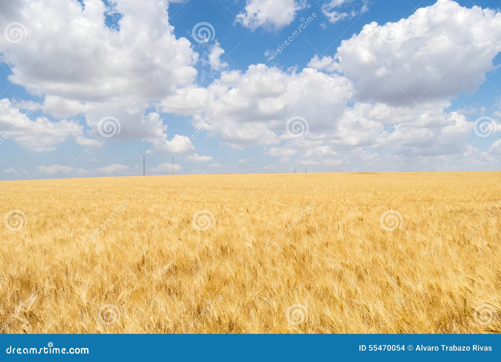 Harvest of ripe wheat stock photo. Image of agricultural - 55470054
