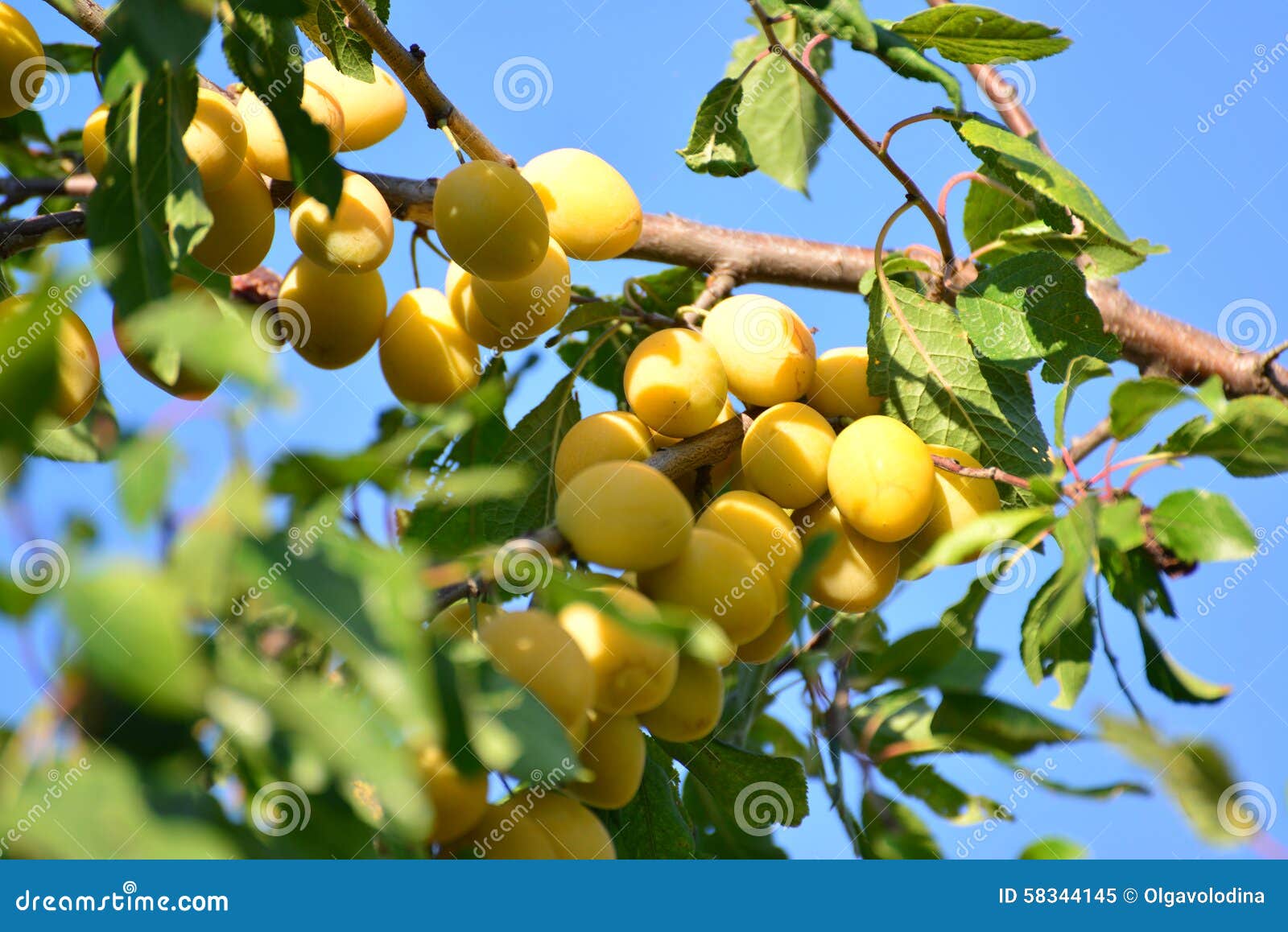 Harvest Ripe Yellow Plums on Tree Stock Image - Image of nature, fresh ...
