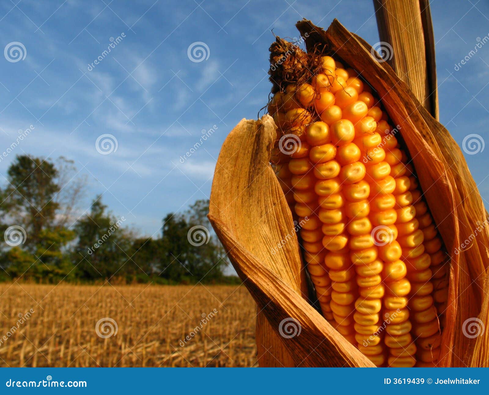 Harvest Season Corn stock image. Image of closeup, green - 3619439
