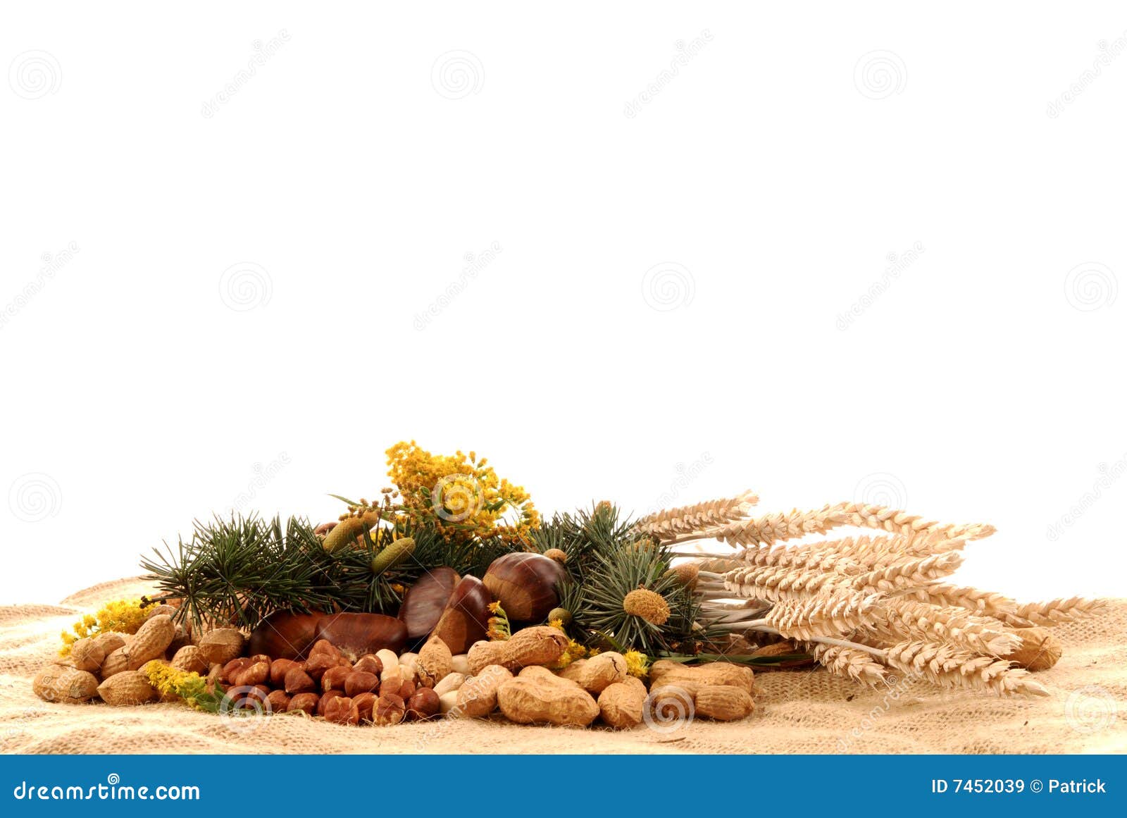 Harvest season, nuts stock image. Image of healthy, corn - 7452039