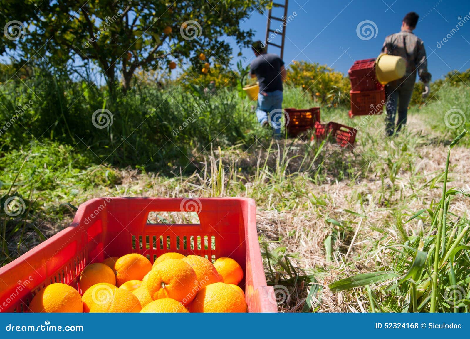 Harvest season stock photo. Image of land, farmland, rural - 52324168