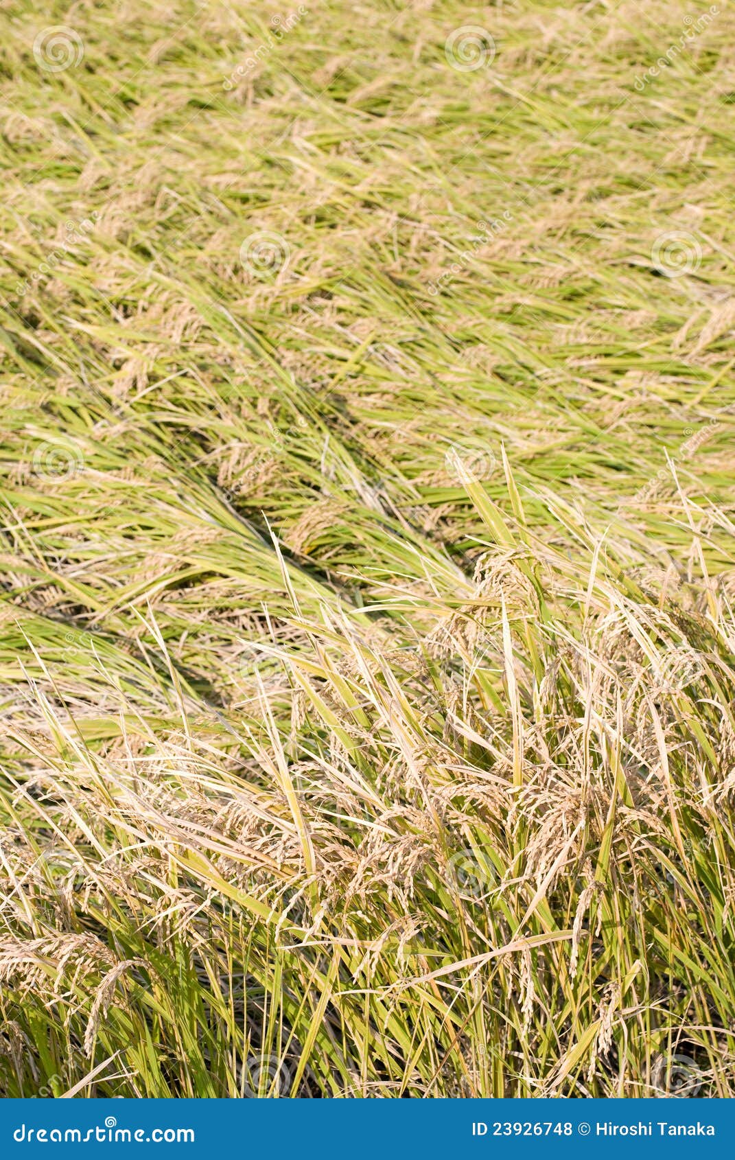 Harvest Season of Rice Field Stock Photo - Image of corn, cultivation ...