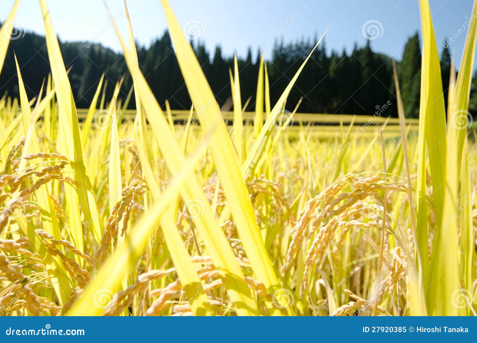Harvest Season of Rice Field Stock Image - Image of garden, corn: 27920385