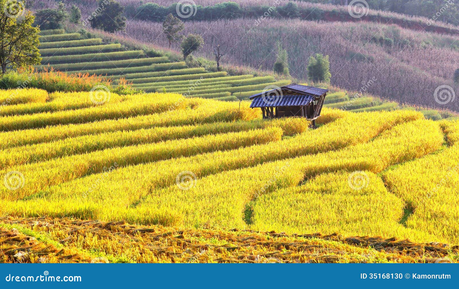Harvest season rice fields stock photo. Image of countryside - 35168130