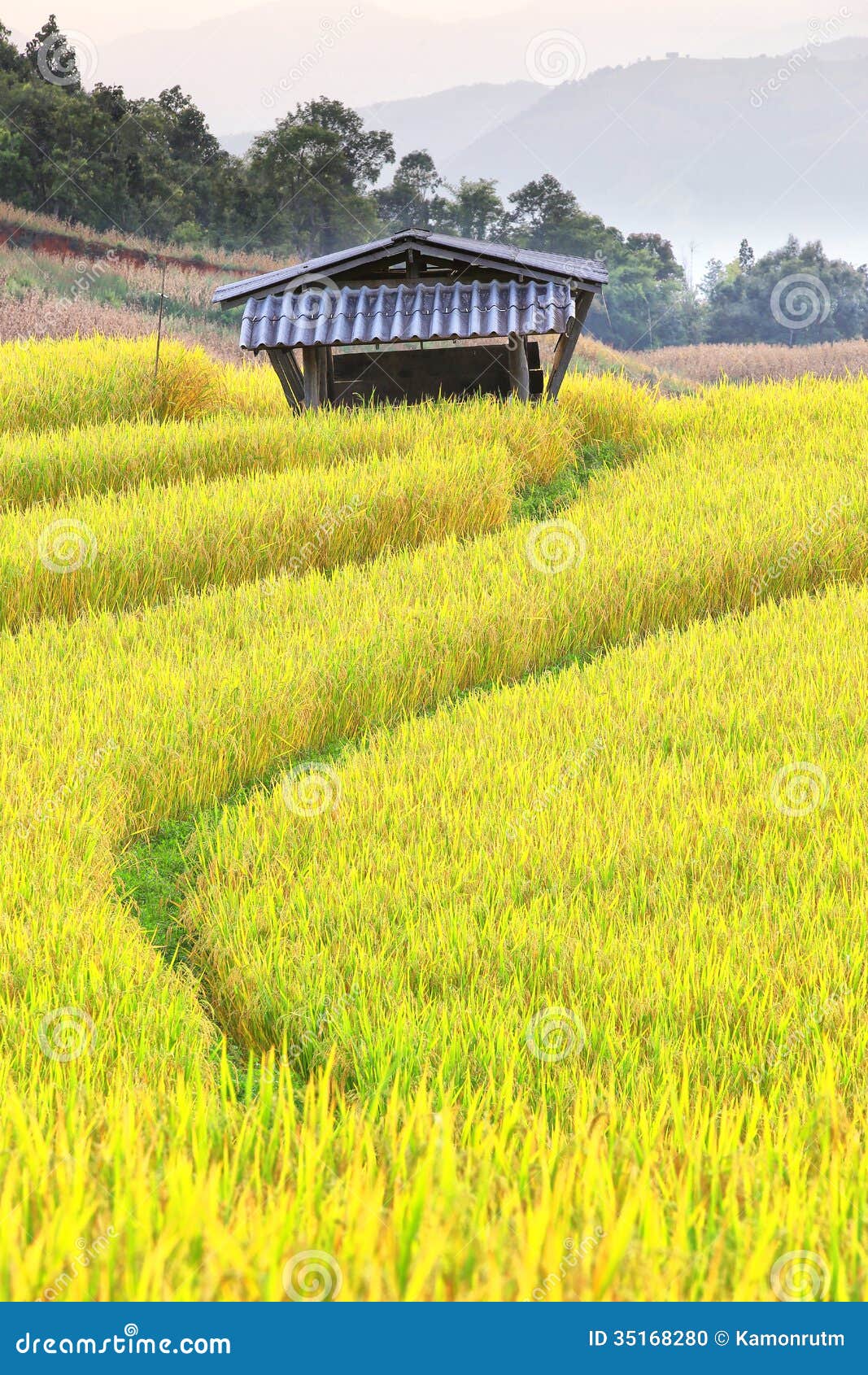 Harvest season rice fields stock photo. Image of crops - 35168280