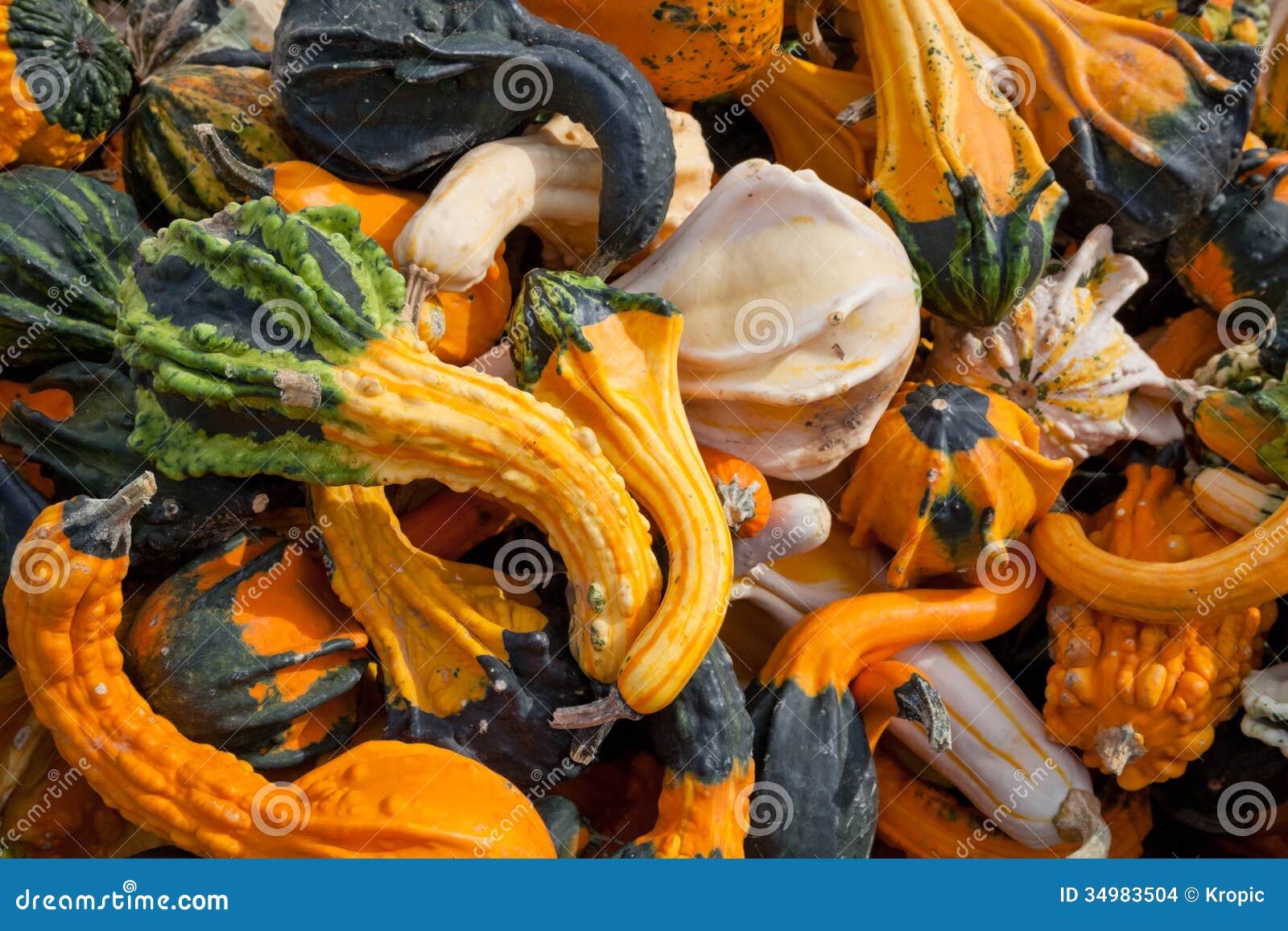 The Harvest of Squashes stock photo. Image of market - 34983504
