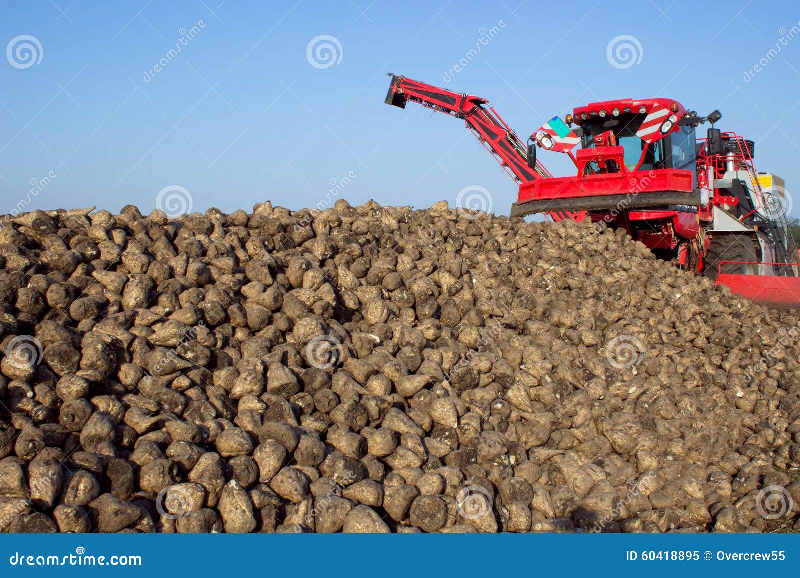 The harvest of sugar beet stock image. Image of arable - 60418895