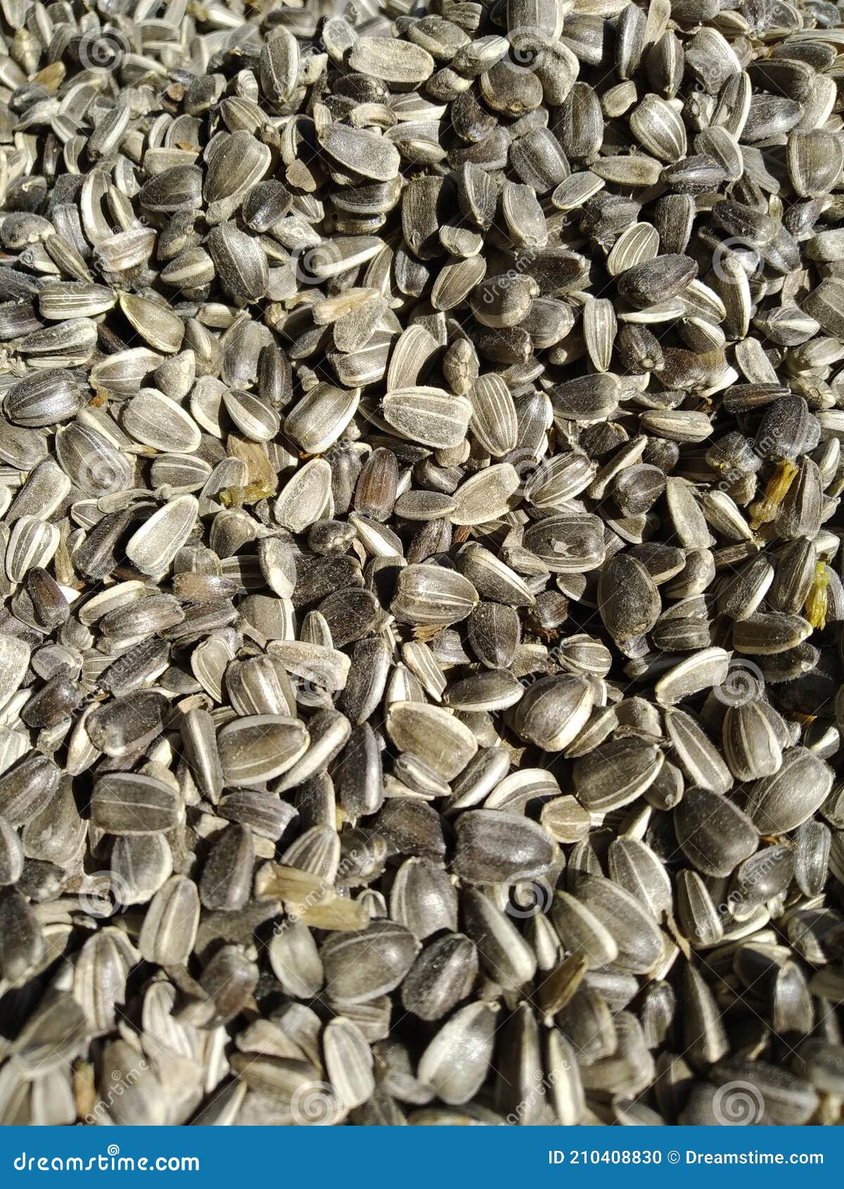 The Harvest of Sunflower Seeds in the Fields Stock Photo - Image of ...