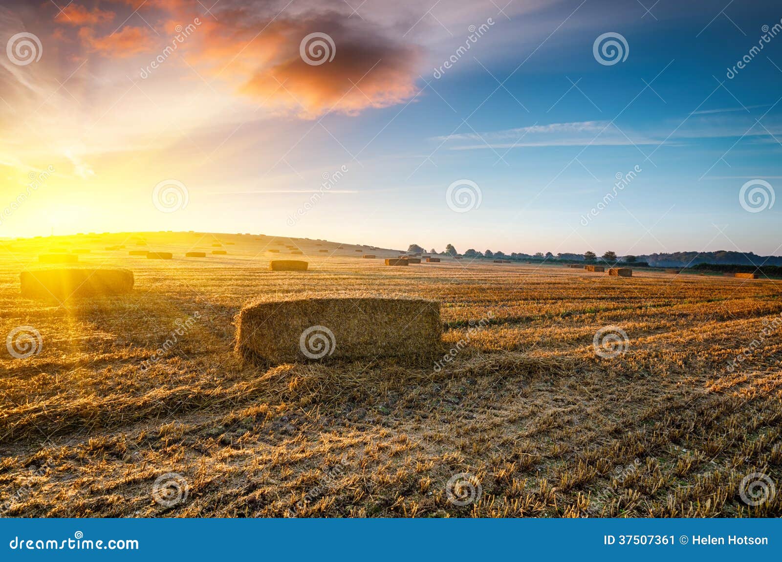 Harvest Sunrise stock image. Image of nature, sundown - 37507361