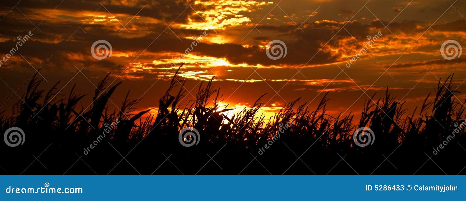 Harvest Sunset stock image. Image of landscape, yellow - 5286433