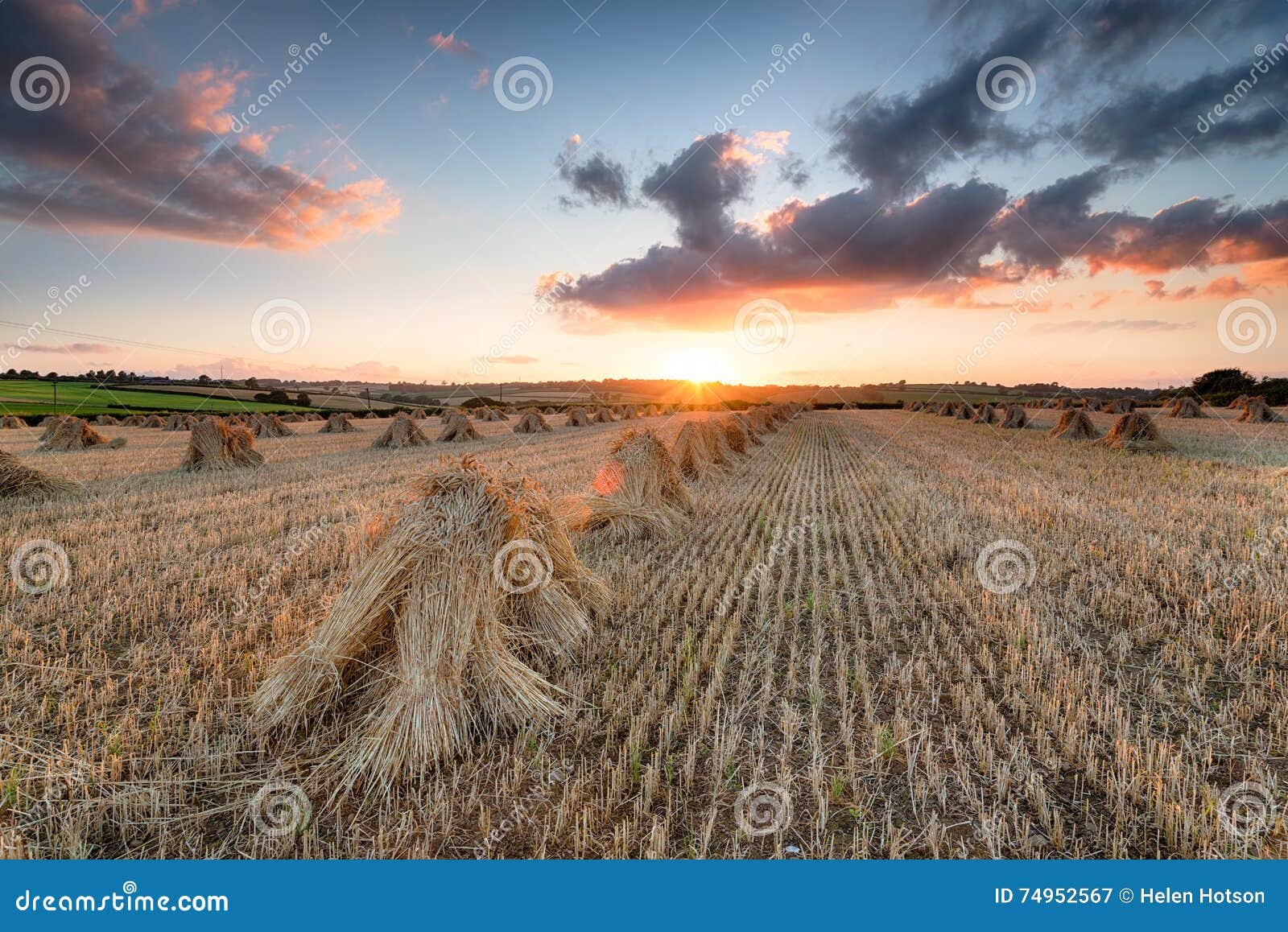 Harvest Sunset stock image. Image of farm, cereal, background - 74952567