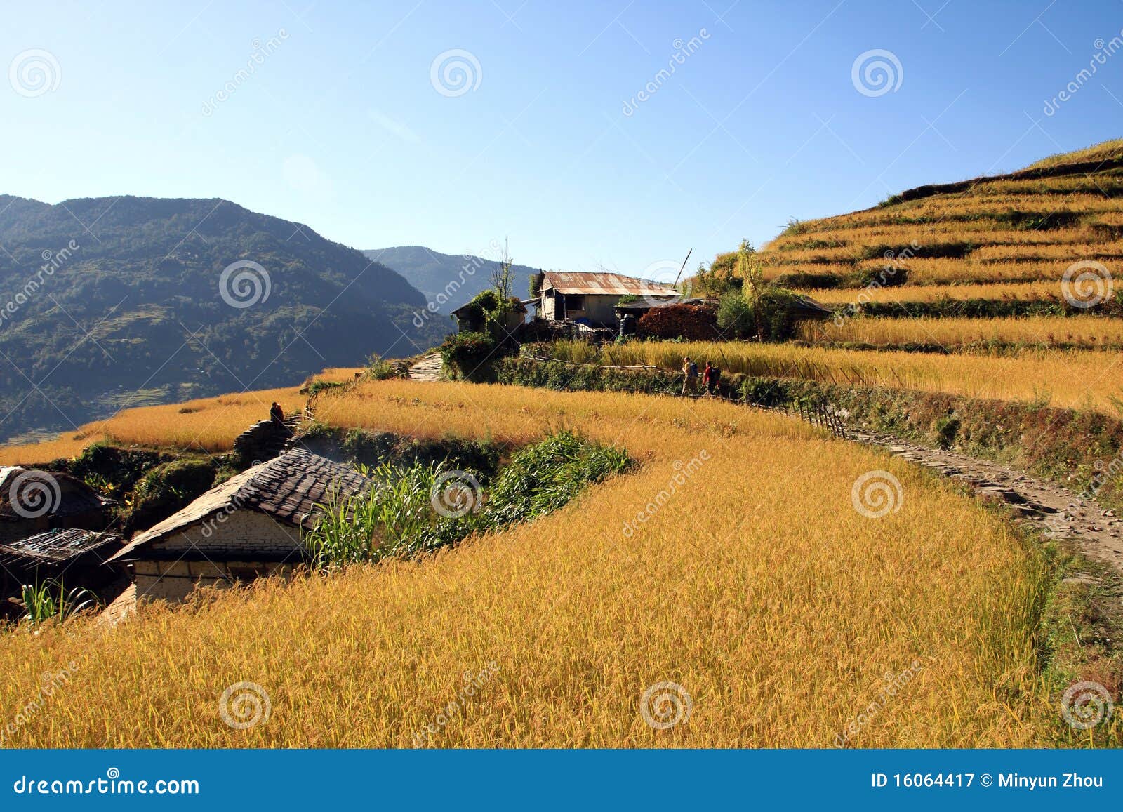 Harvest,Terrace Rice Paddy Field Stock Image - Image of destination ...
