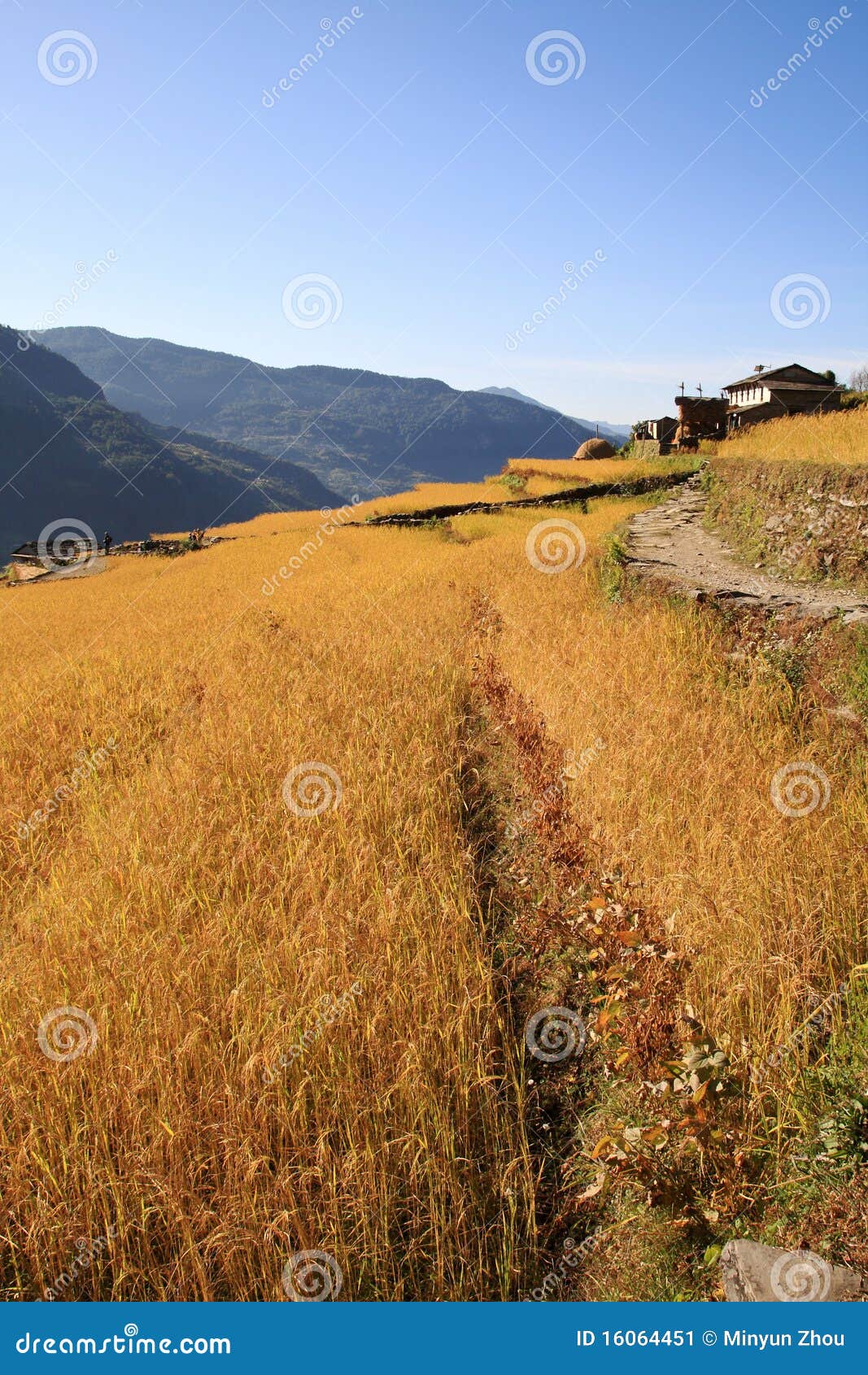 Harvest, Terrace Rice Paddy Field Stock Image - Image of nature ...