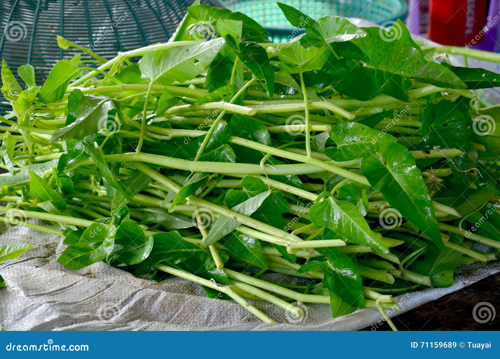 Harvest Thai morning glory stock image. Image of cabbage - 71159689