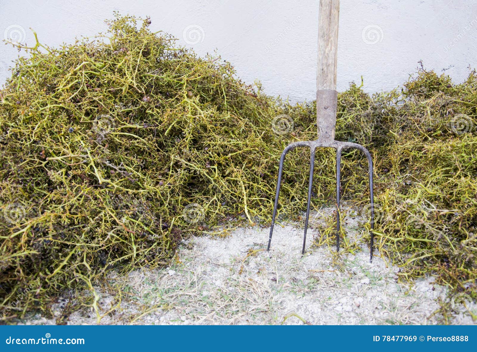 Harvest Theme. Grape Stalks Background (just Stalks) with Pitchfork ...