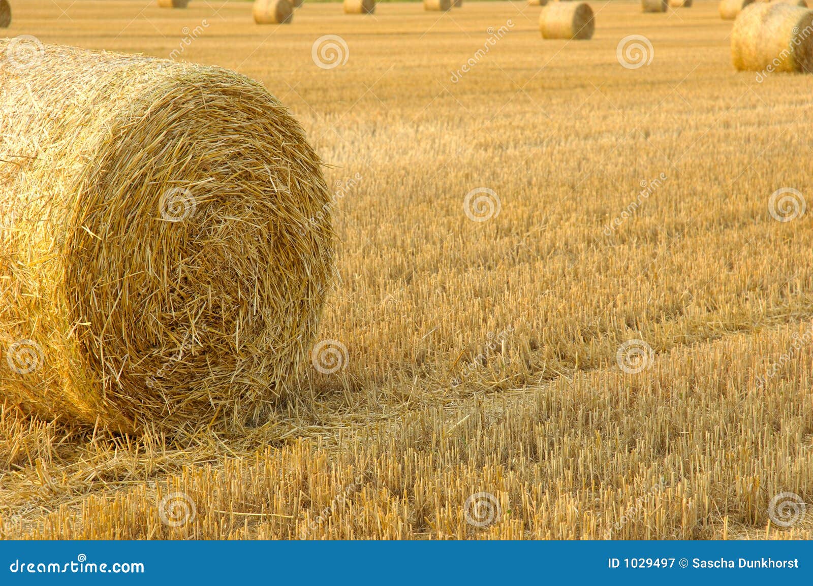 Harvest time stock image. Image of agriculture, food, closeup - 1029497