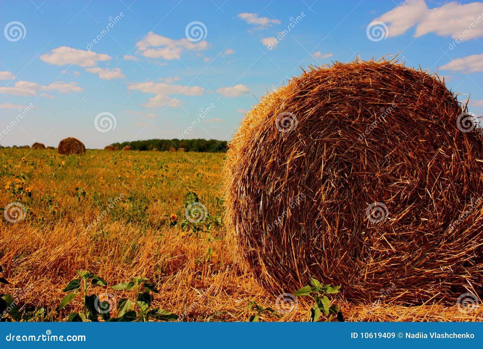 Harvest Time stock image. Image of rural, season, roll - 10619409