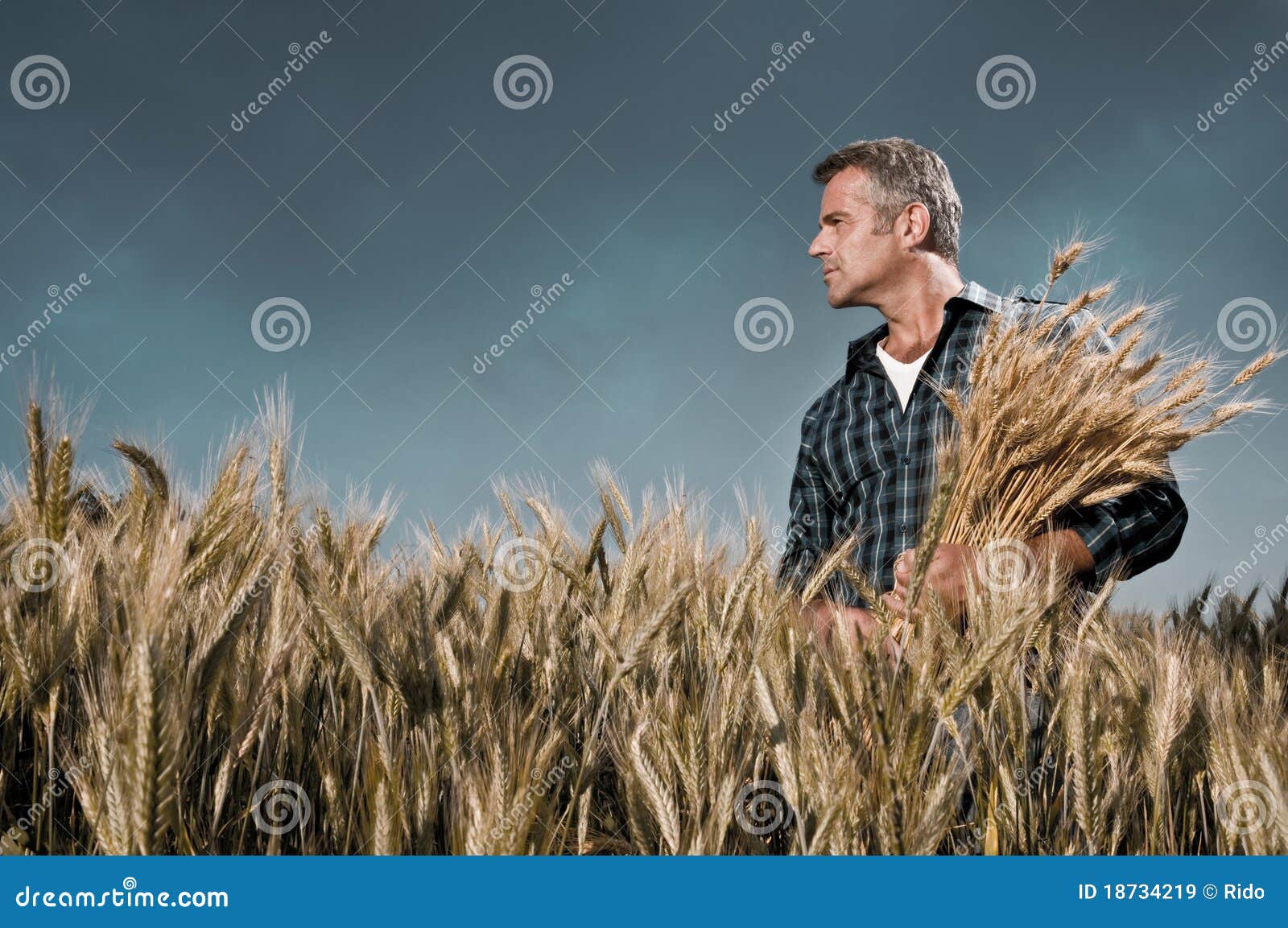 Harvest time stock image. Image of away, outdoor, farm - 18734219