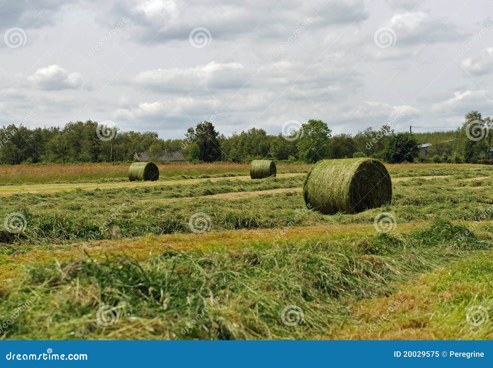 Harvest time stock image. Image of farmland, cutting - 20029575