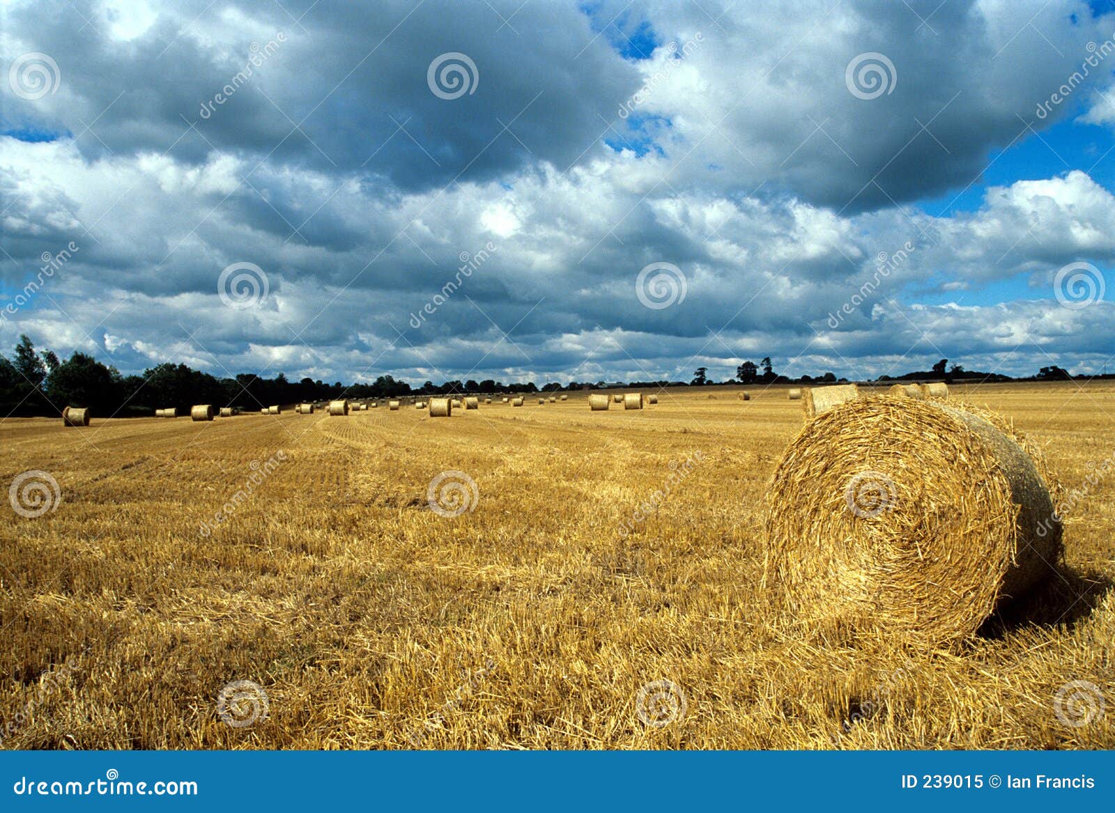 Harvest Time. stock image. Image of round, roll, bank, wheat - 239015
