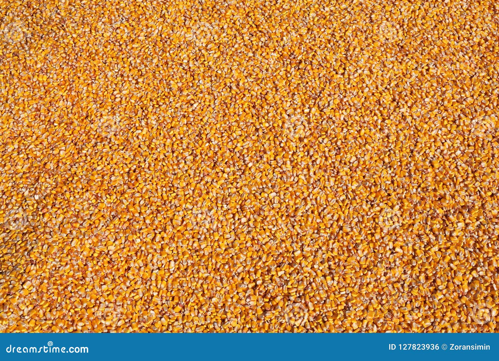 Harvest time, corn crop stock photo. Image of natural - 127823936