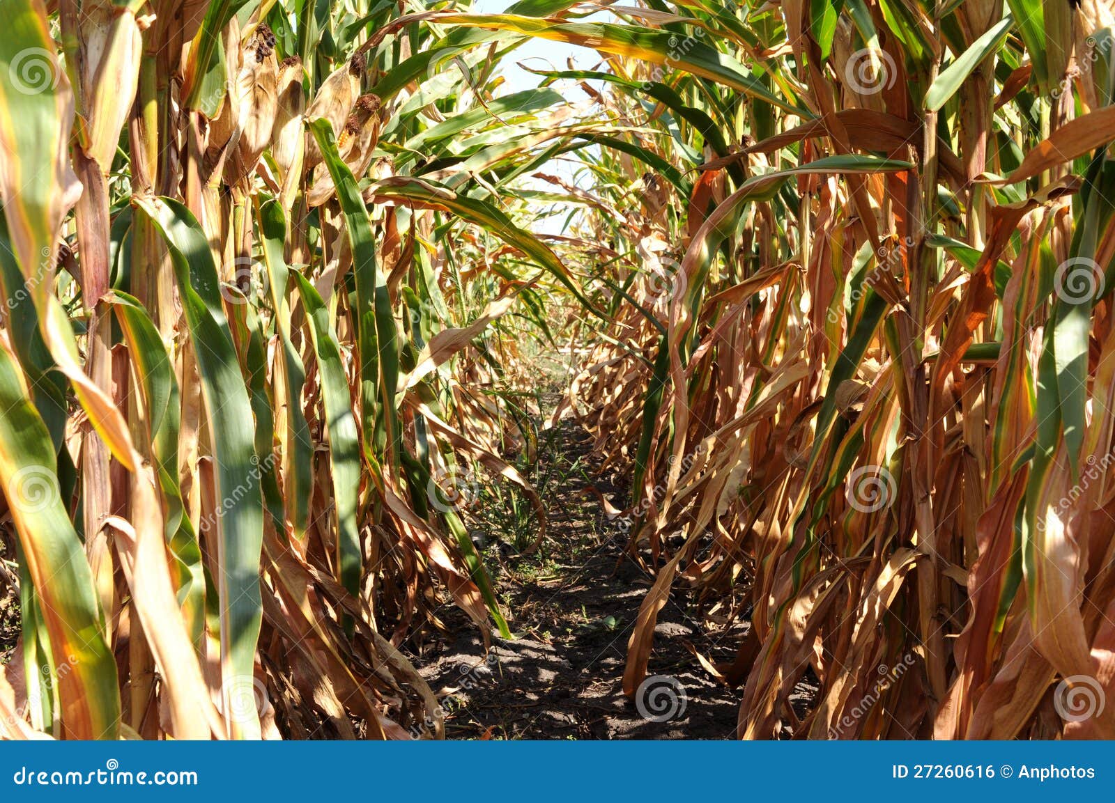 Harvest time of corn farm stock photo. Image of nature - 27260616