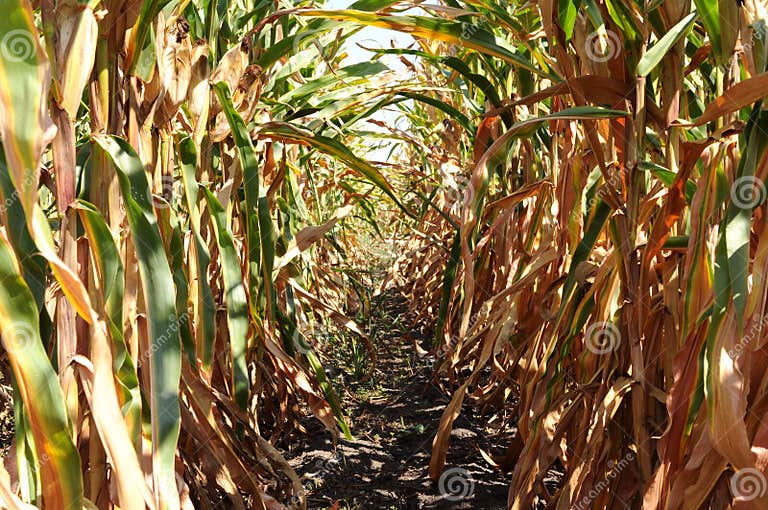 Harvest time of corn farm stock photo. Image of nature - 27260616