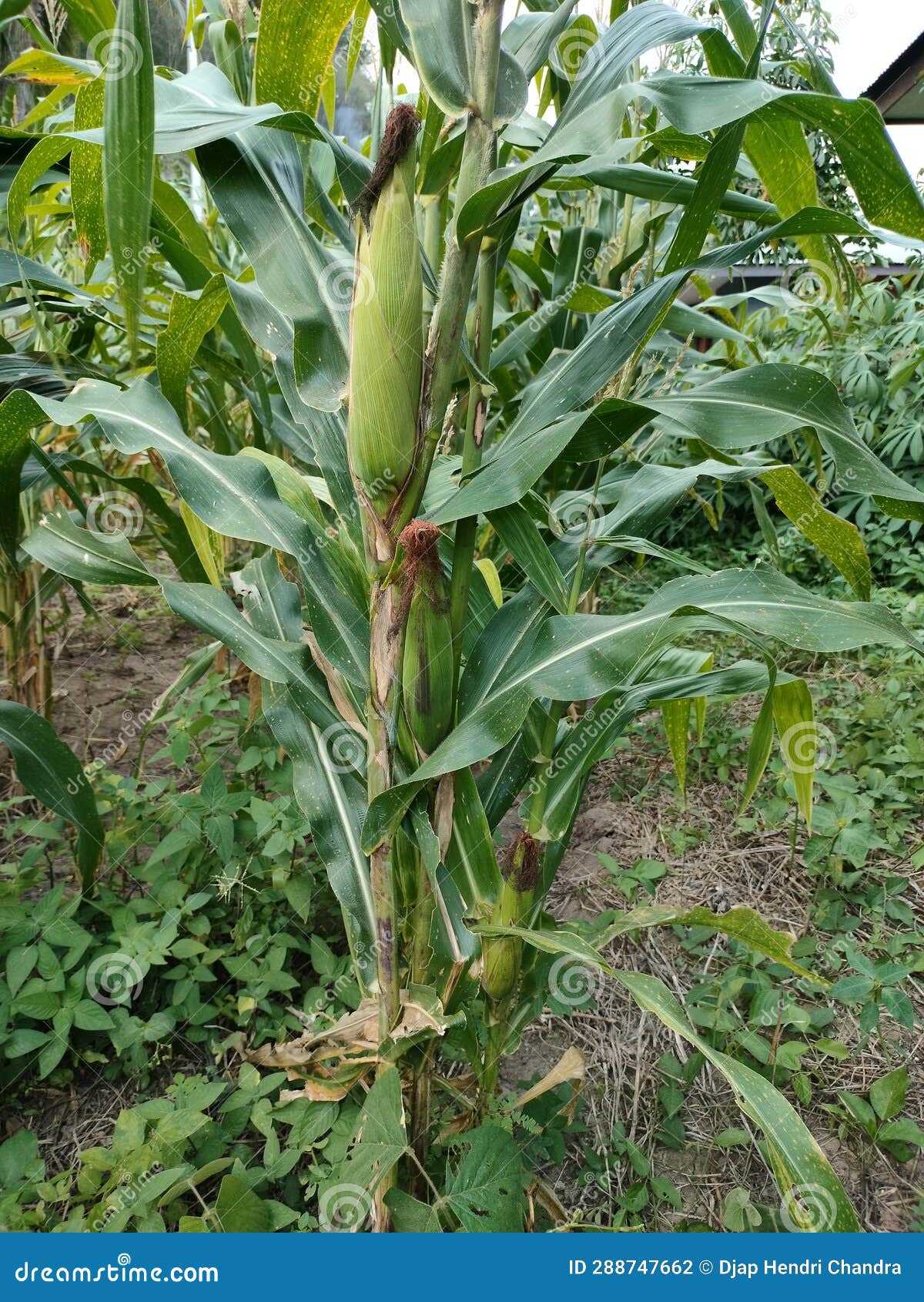 Harvest time for Corn tree stock photo. Image of tropics - 288747662