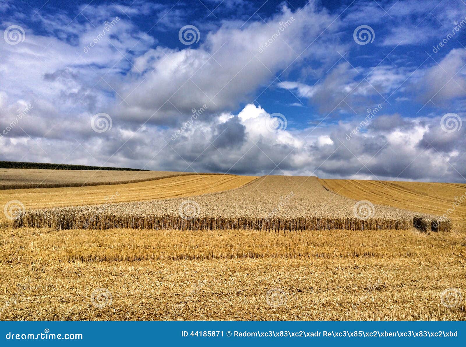 Harvest time stock image. Image of empty, corn, time - 44185871
