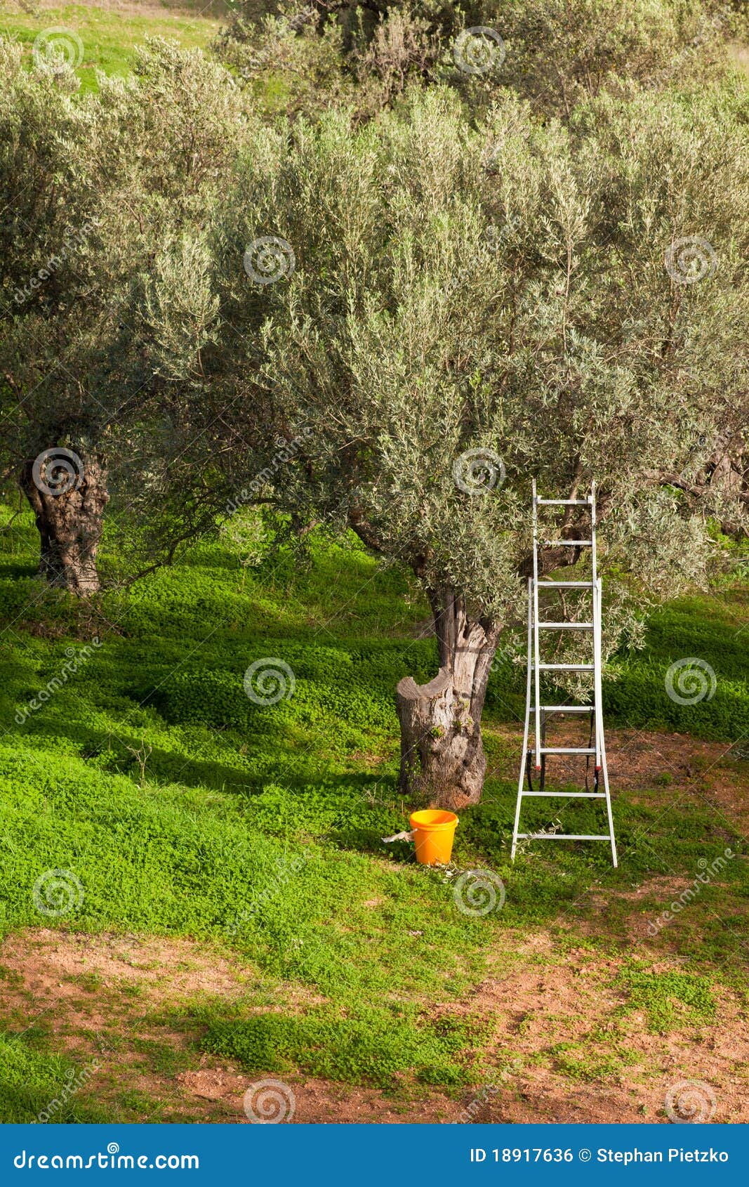 Harvest Time in Olive Tree Garden Stock Photo - Image of agriculture ...