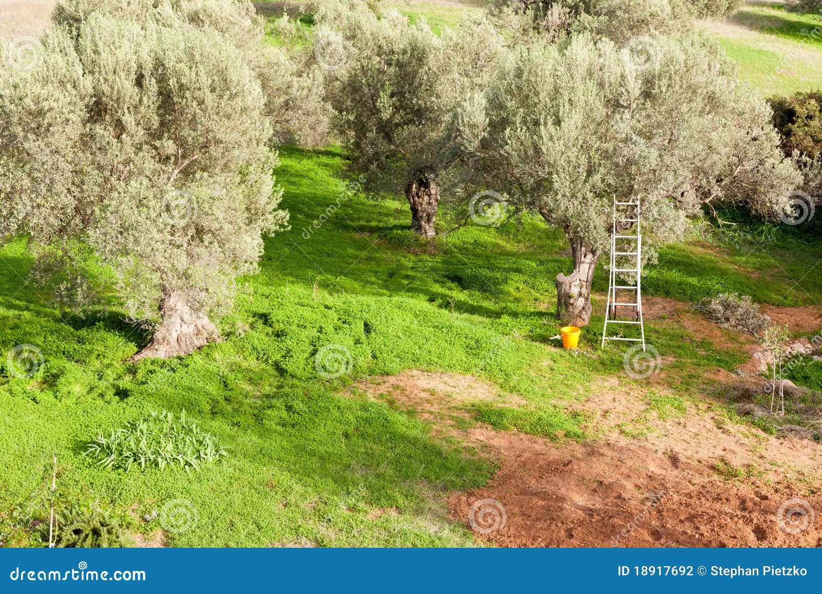 Harvest Time in Olive Tree Garden Stock Photo - Image of cultivate ...